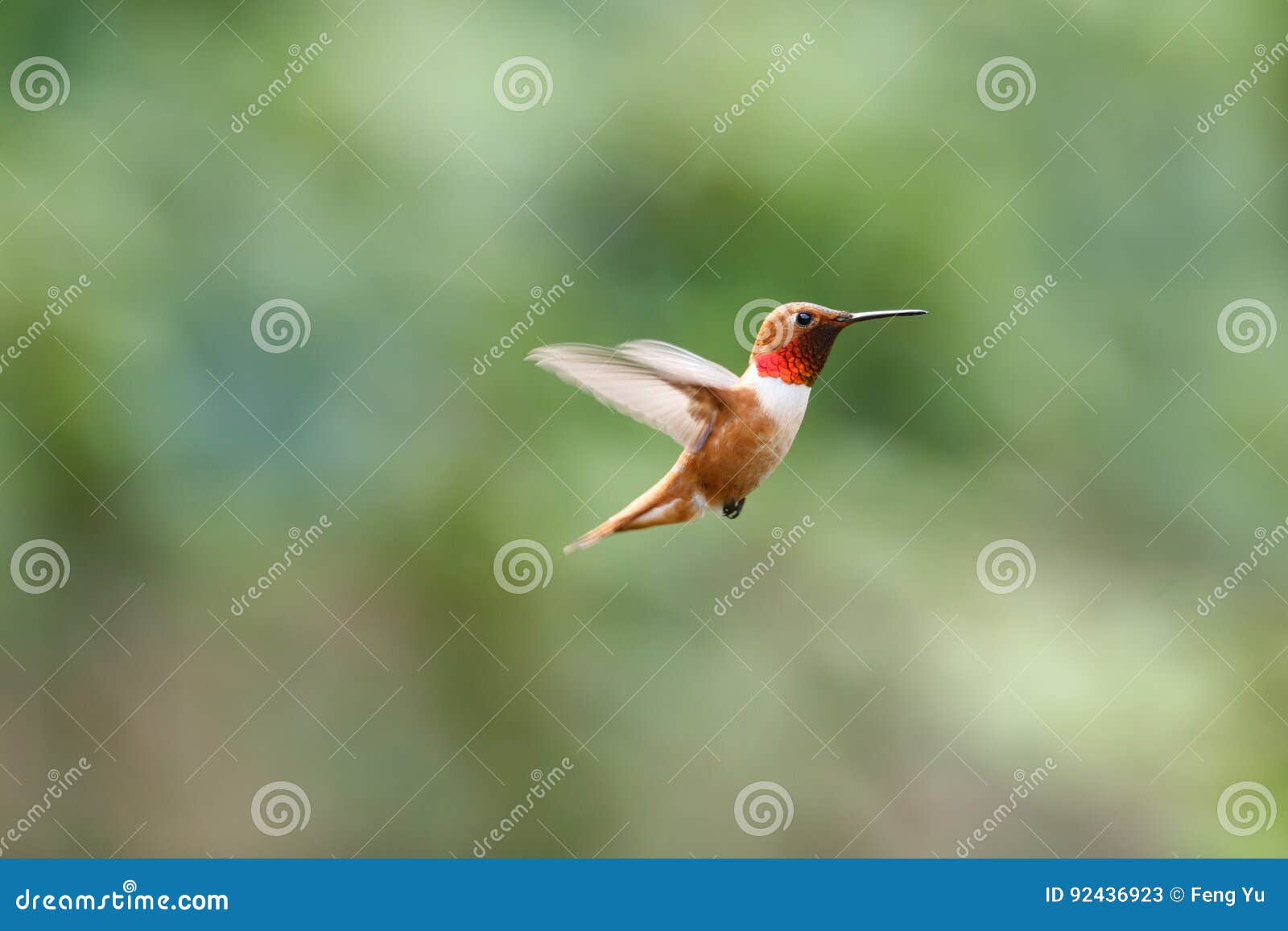 Flying rufous hummingbird stock image. Image of wildlife - 92436923
