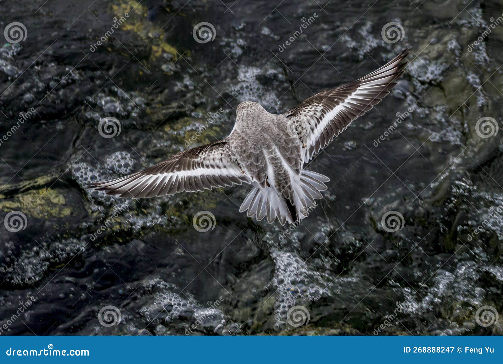 Flying Sanderling Shorebird Stock Image - Image of british, columbia ...