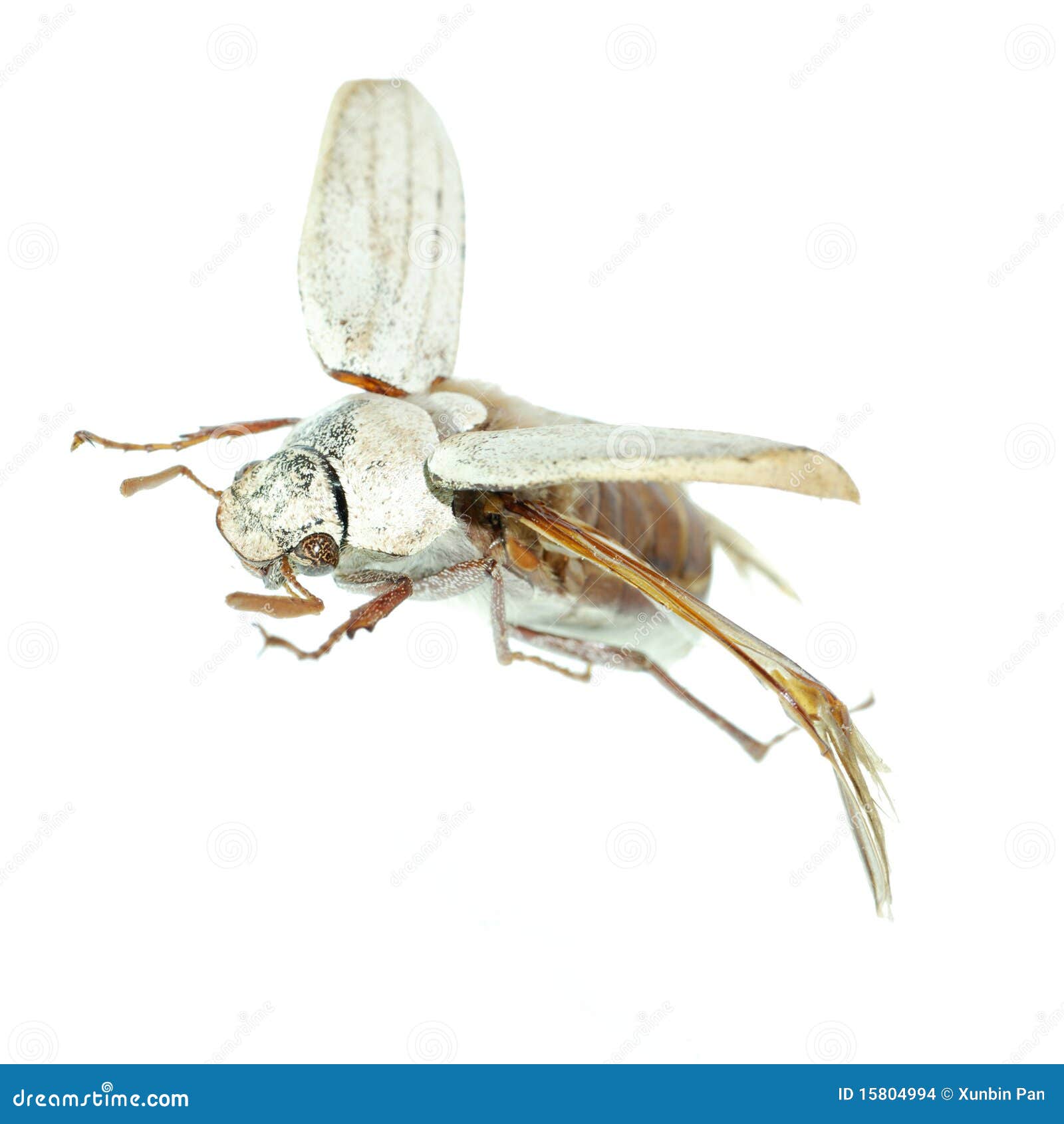 Flying Scarab Beetles Royalty-Free Stock Photography | CartoonDealer ...