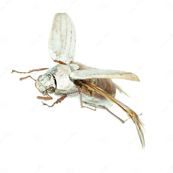 Flying scarab beetle stock photo. Image of isolated, antenna - 15804994