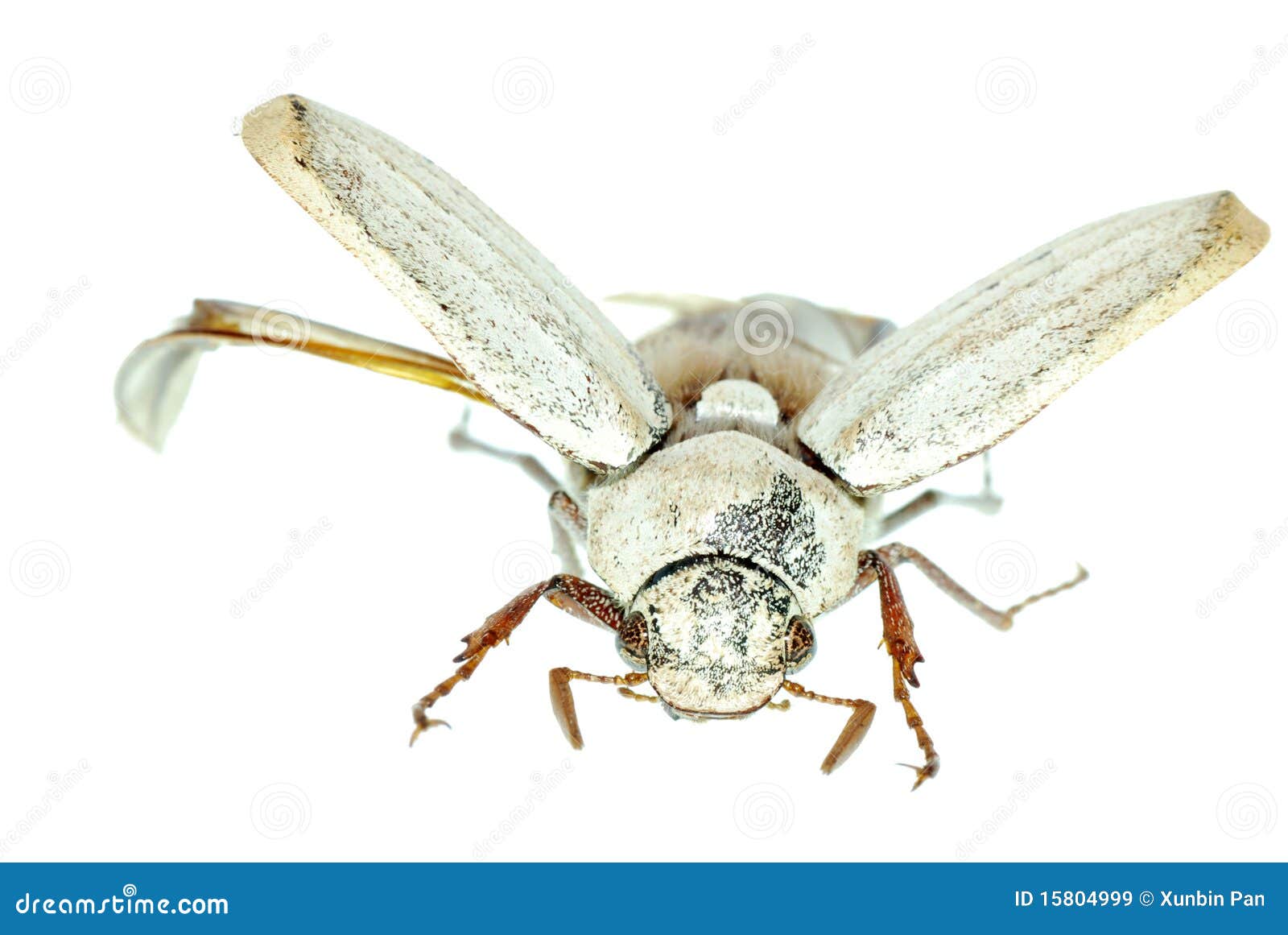 Flying Scarab Beetle Stock Photography | CartoonDealer.com #15805004