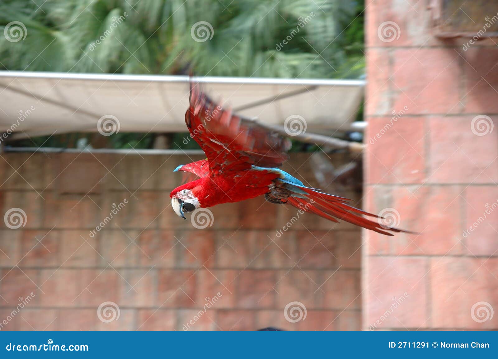 Flying scarlet macaw stock image. Image of tropic, wilderness - 2711291