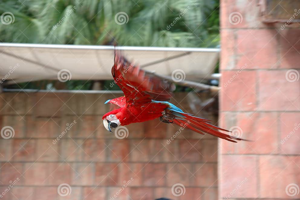 Flying scarlet macaw stock image. Image of tropic, wilderness - 2711291
