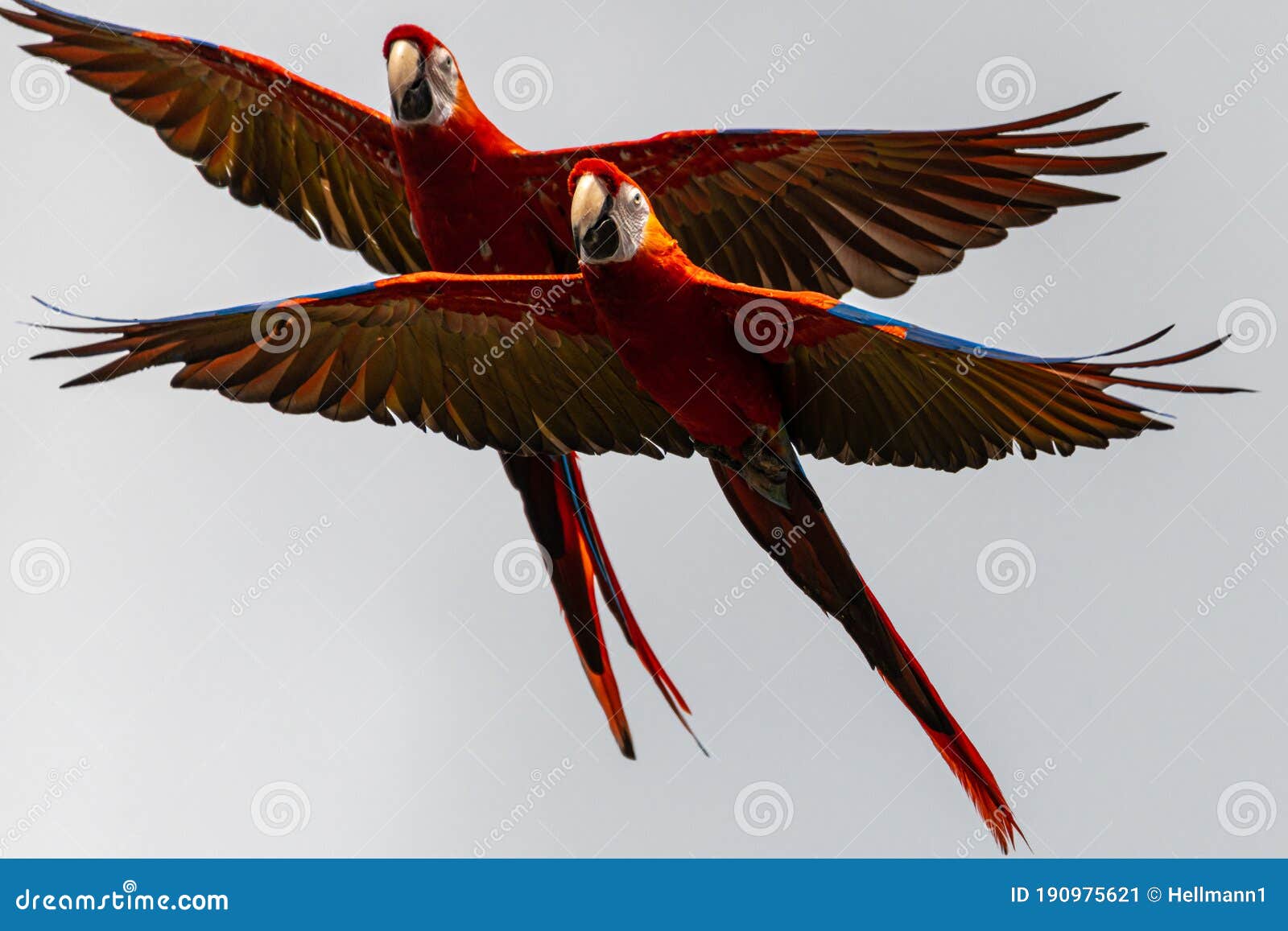 Flying Scarlet Macaw stock image. Image of america, flying - 190975621