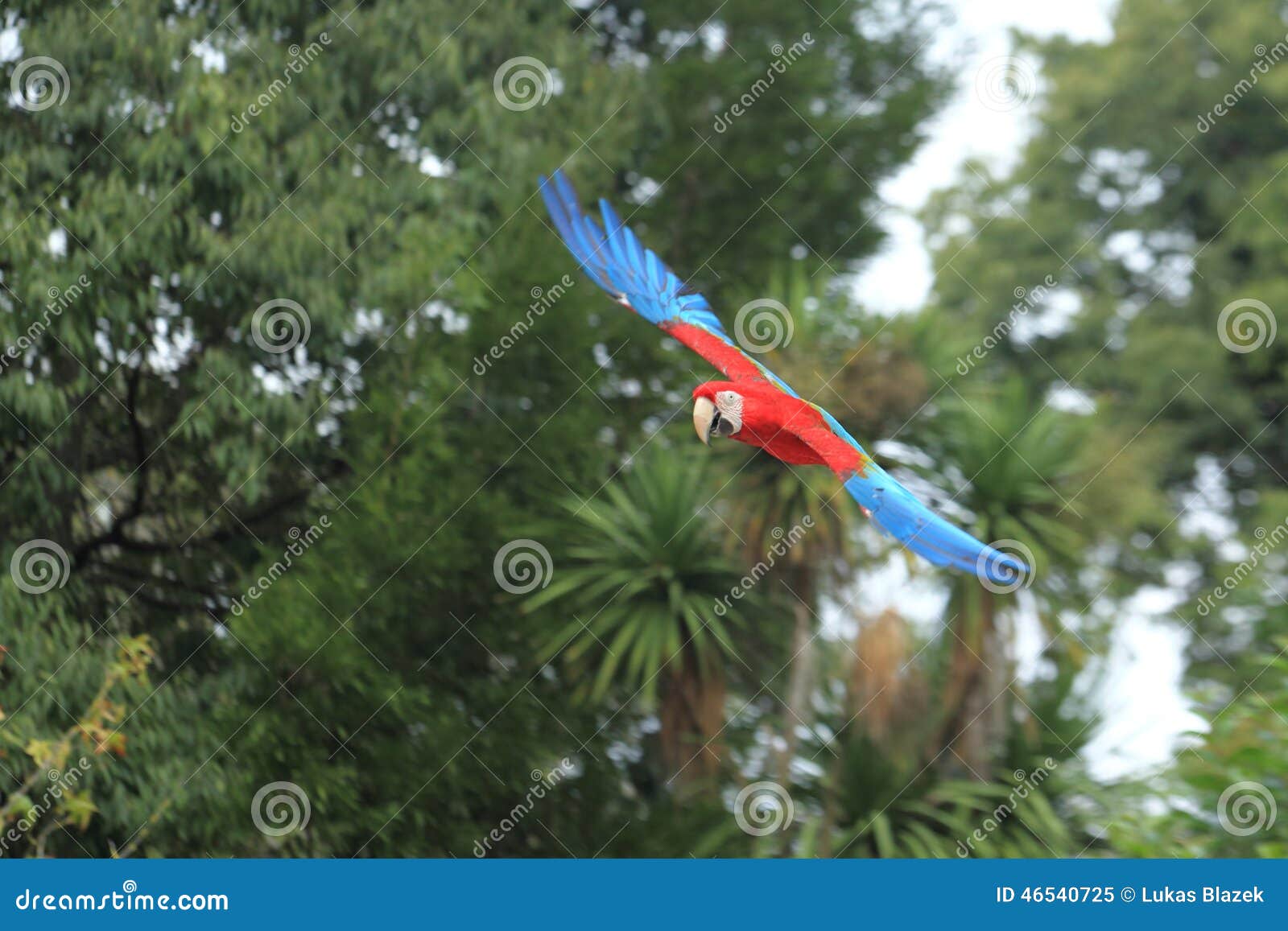 Flying scarlet macaw stock image. Image of tree, flight - 46540725