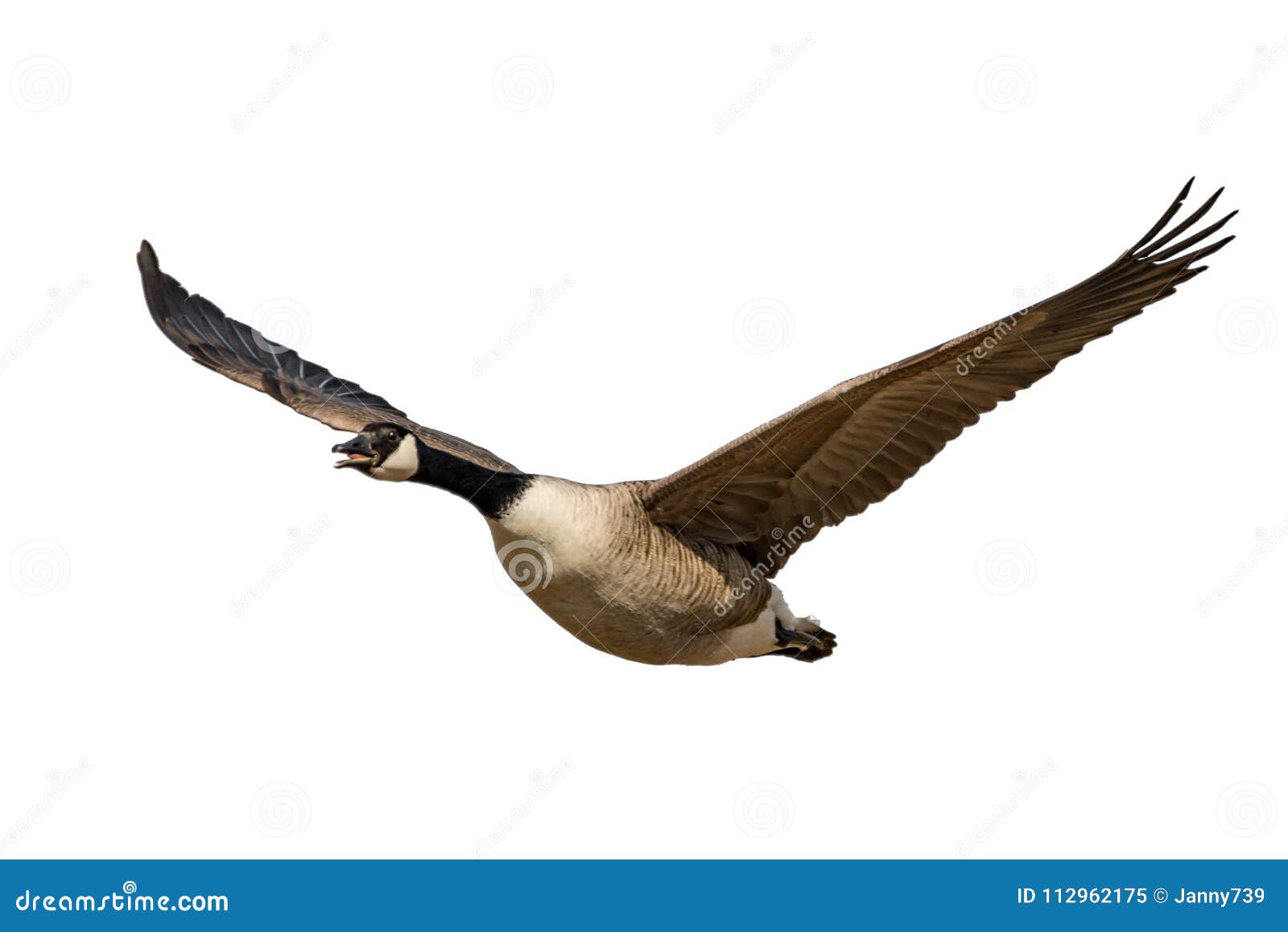 Flying and Screaming Canada Goose Stock Image - Image of flying, bird ...