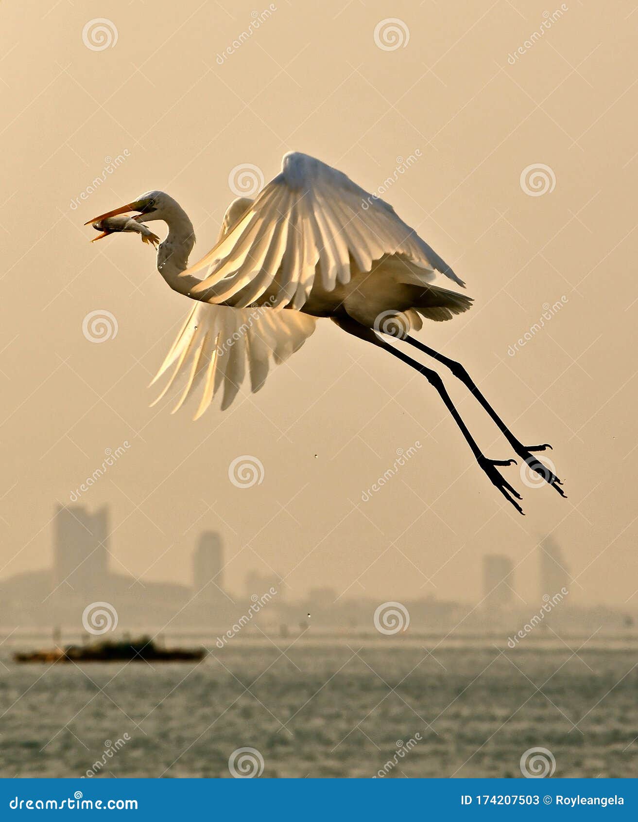 Flying sea bird with fish stock image. Image of bird - 174207503