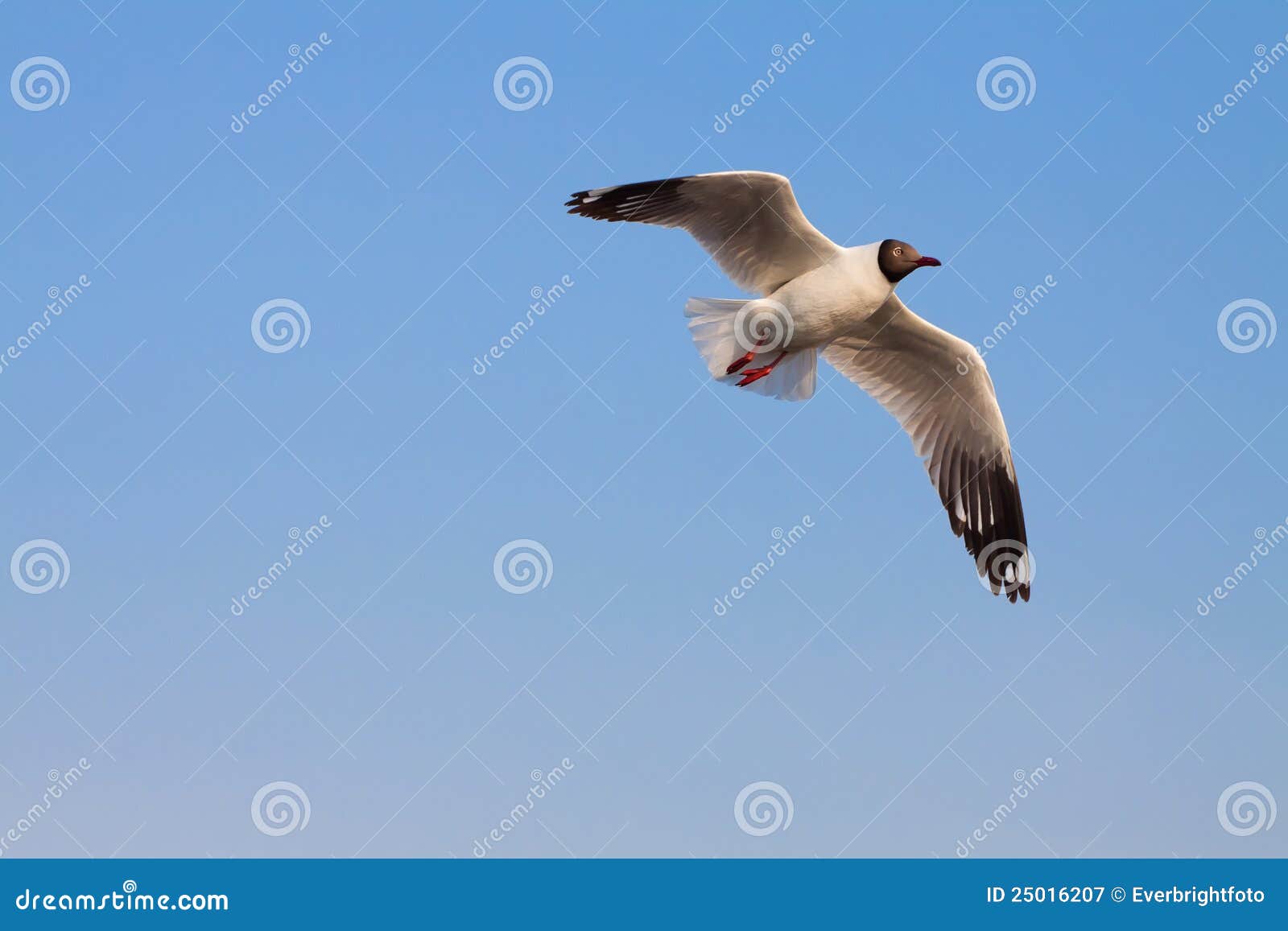 Flying Sea Gull stock image. Image of wildlife, bird - 25016207