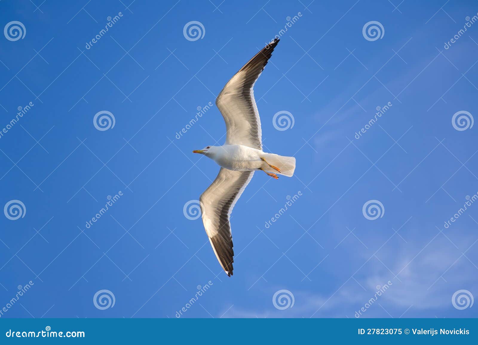 Flying sea gull stock image. Image of seashore, summer - 27823075