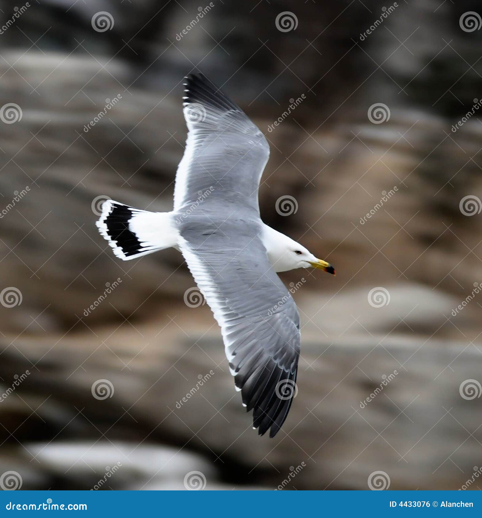 Flying sea-gull stock photo. Image of flying, colors, birds - 4433076