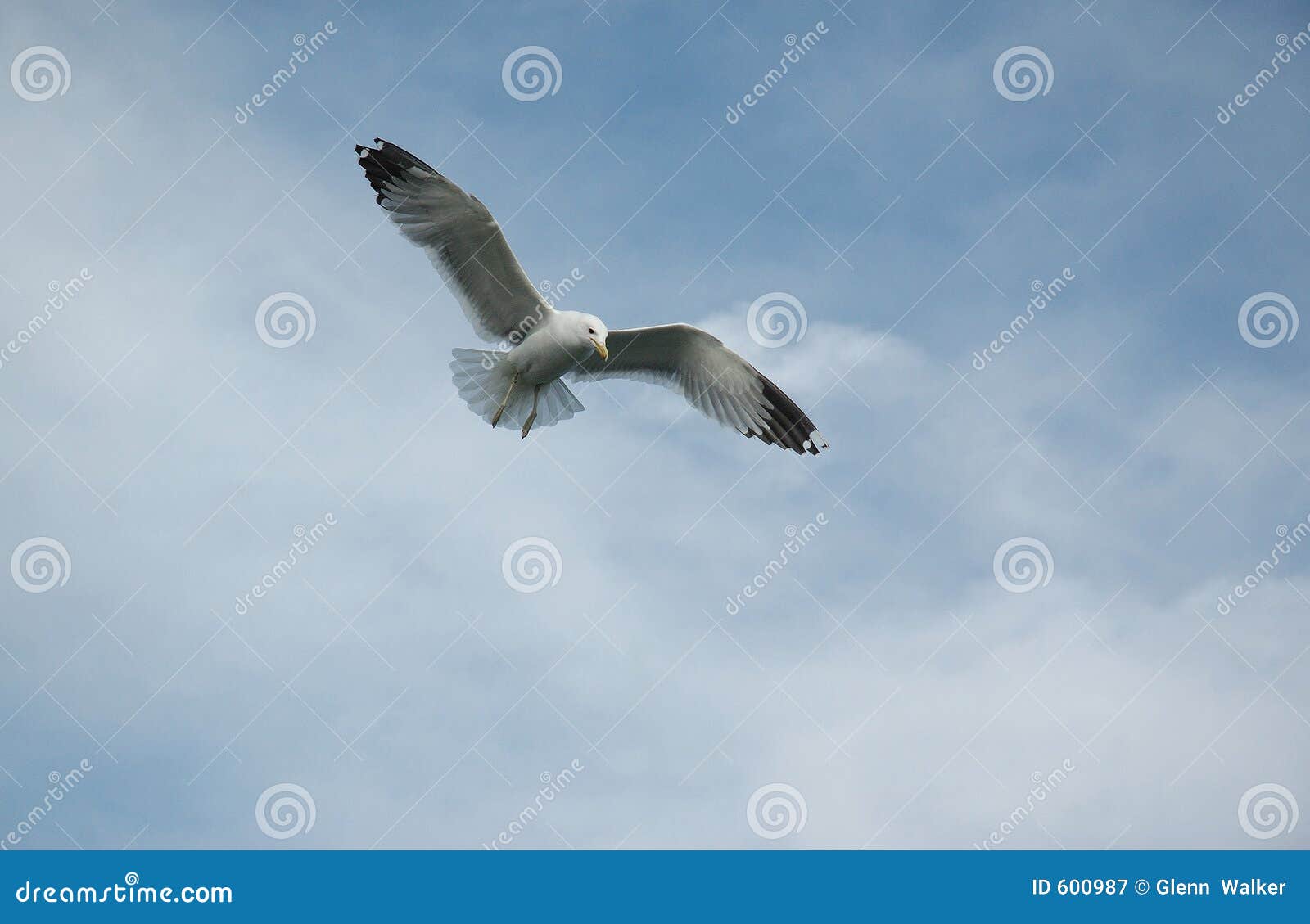 Flying Sea Gull stock image. Image of gull, natural, animal - 600987