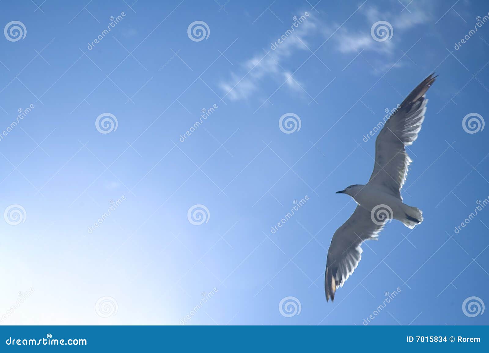Flying sea-gull stock photo. Image of nature, feather - 7015834