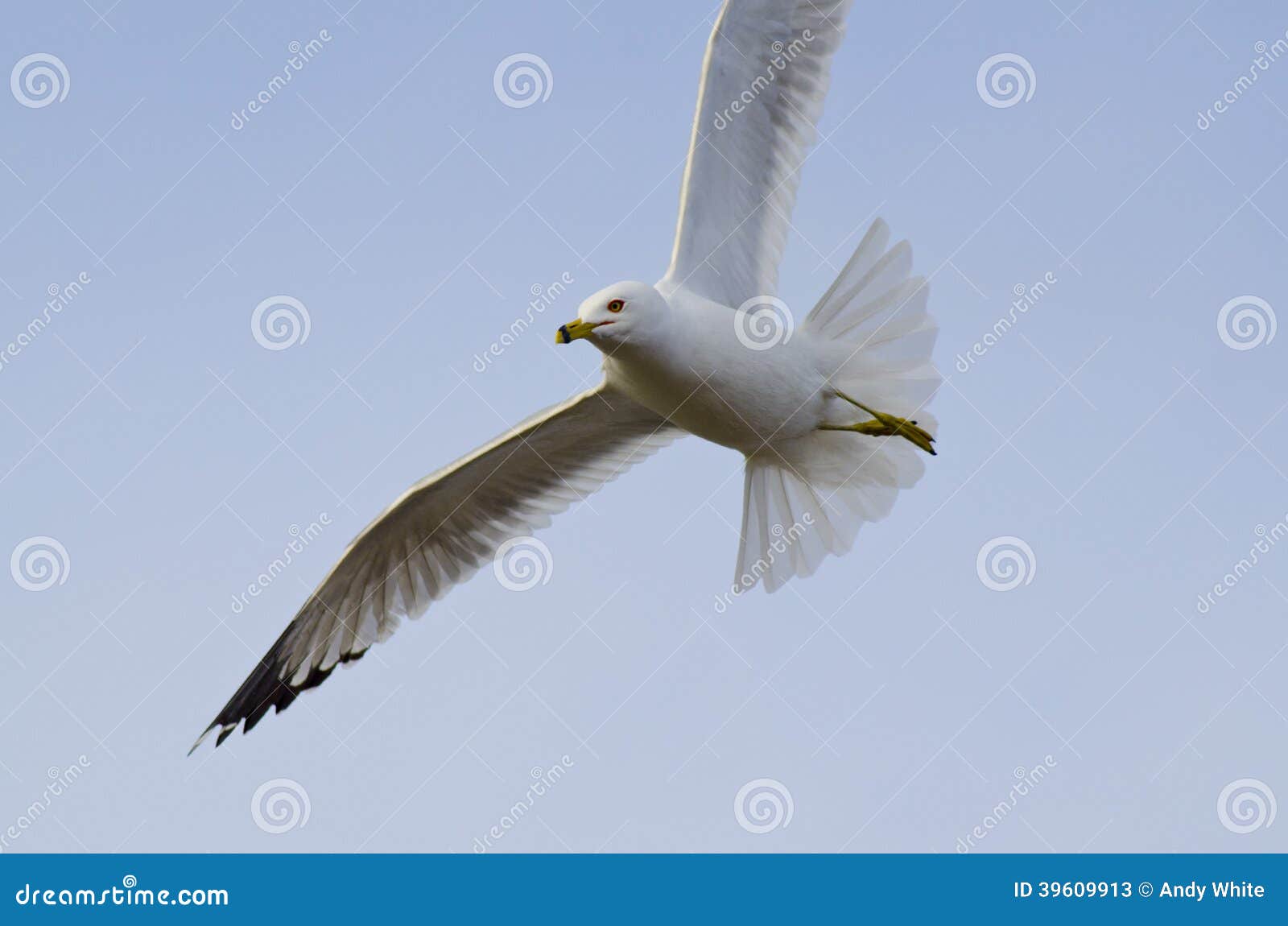 Flying Sea Gull stock image. Image of blue, seagull, flying - 39609913