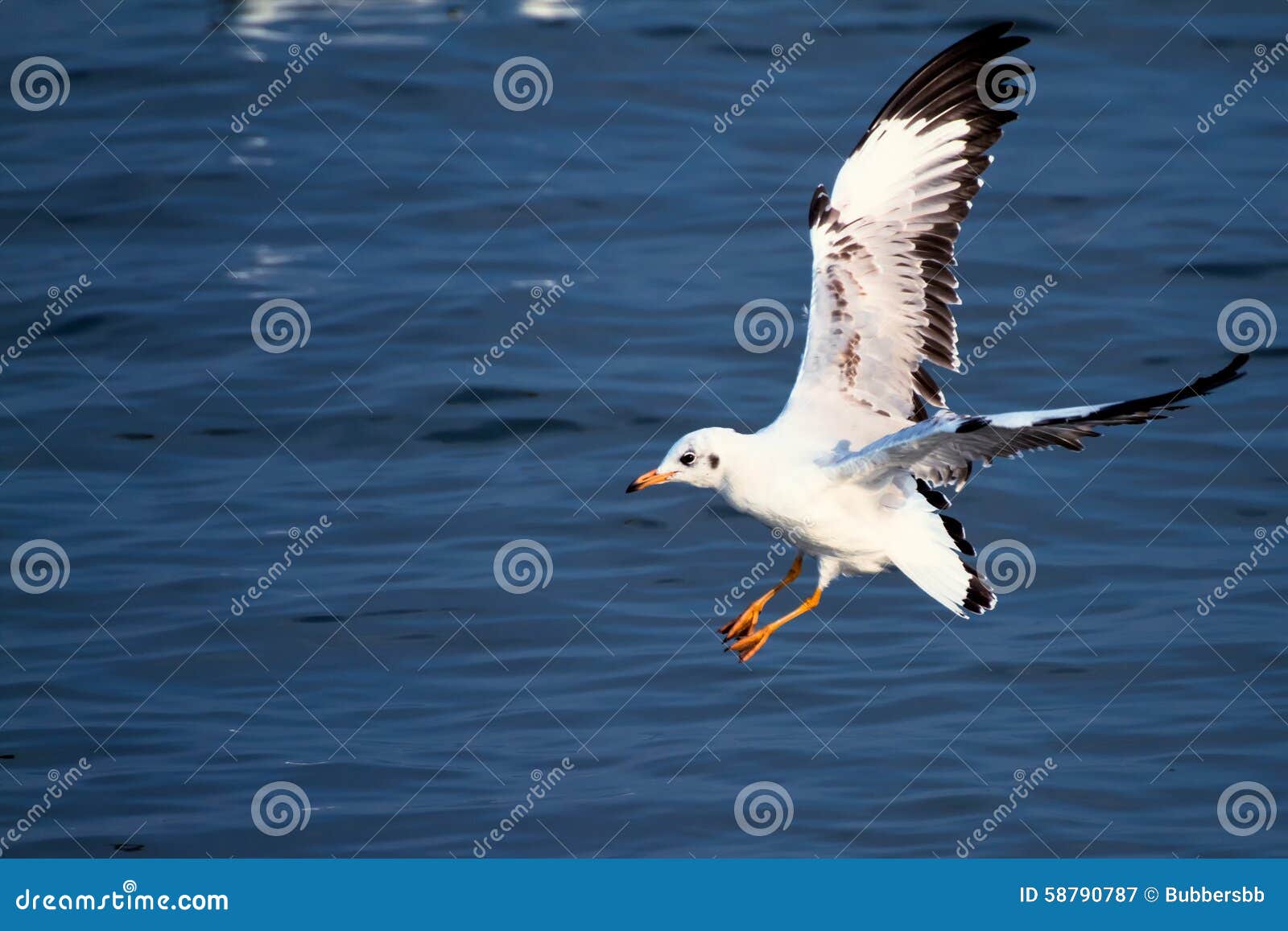 Flying sea gull stock image. Image of soaring, white - 58790787