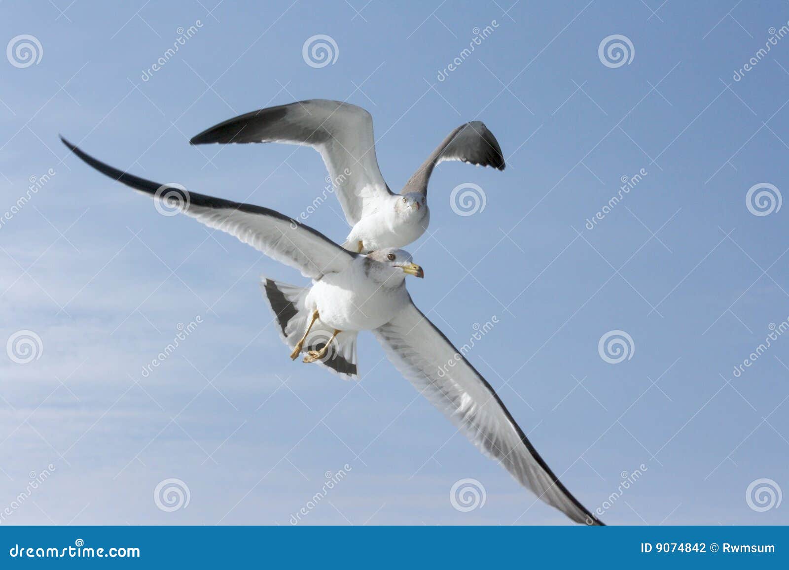Flying sea gulls stock photo. Image of wild, sunny, white - 9074842
