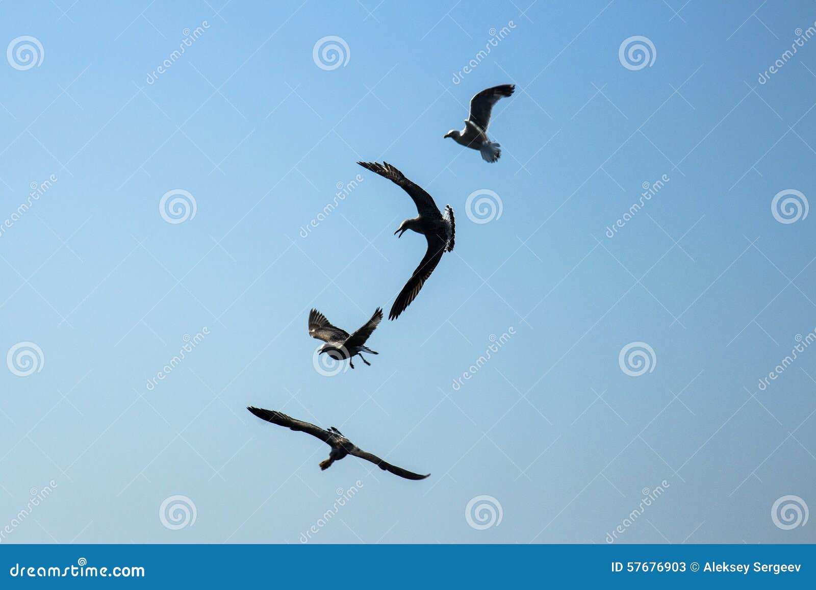 Flying sea gulls stock image. Image of flying, istanbul - 57676903
