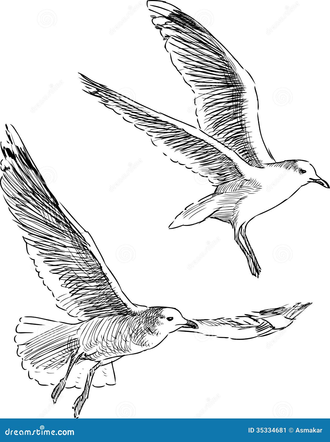 Flying Seagull Drawing