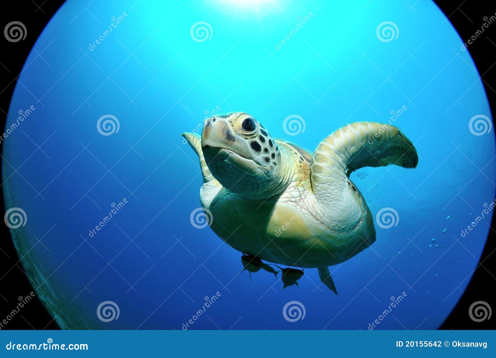 Flying sea turtle stock photo. Image of front, wildlife - 20155642