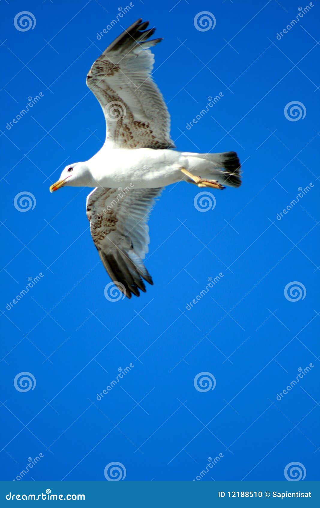 Flying seagull stock photo. Image of leader, seagull - 12188510