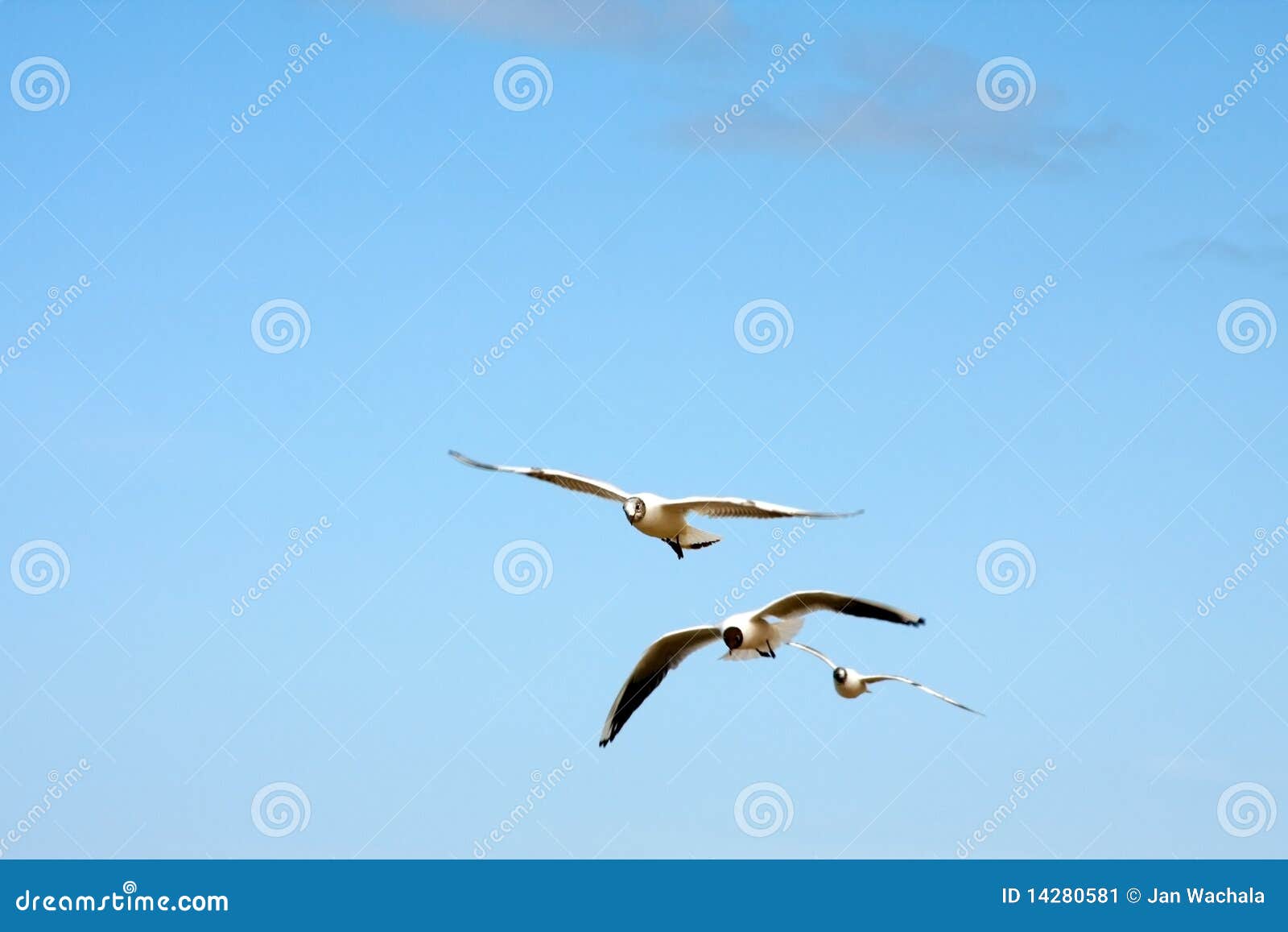 Flying Seagull In Sky With Clouds Royalty-Free Stock Photography ...