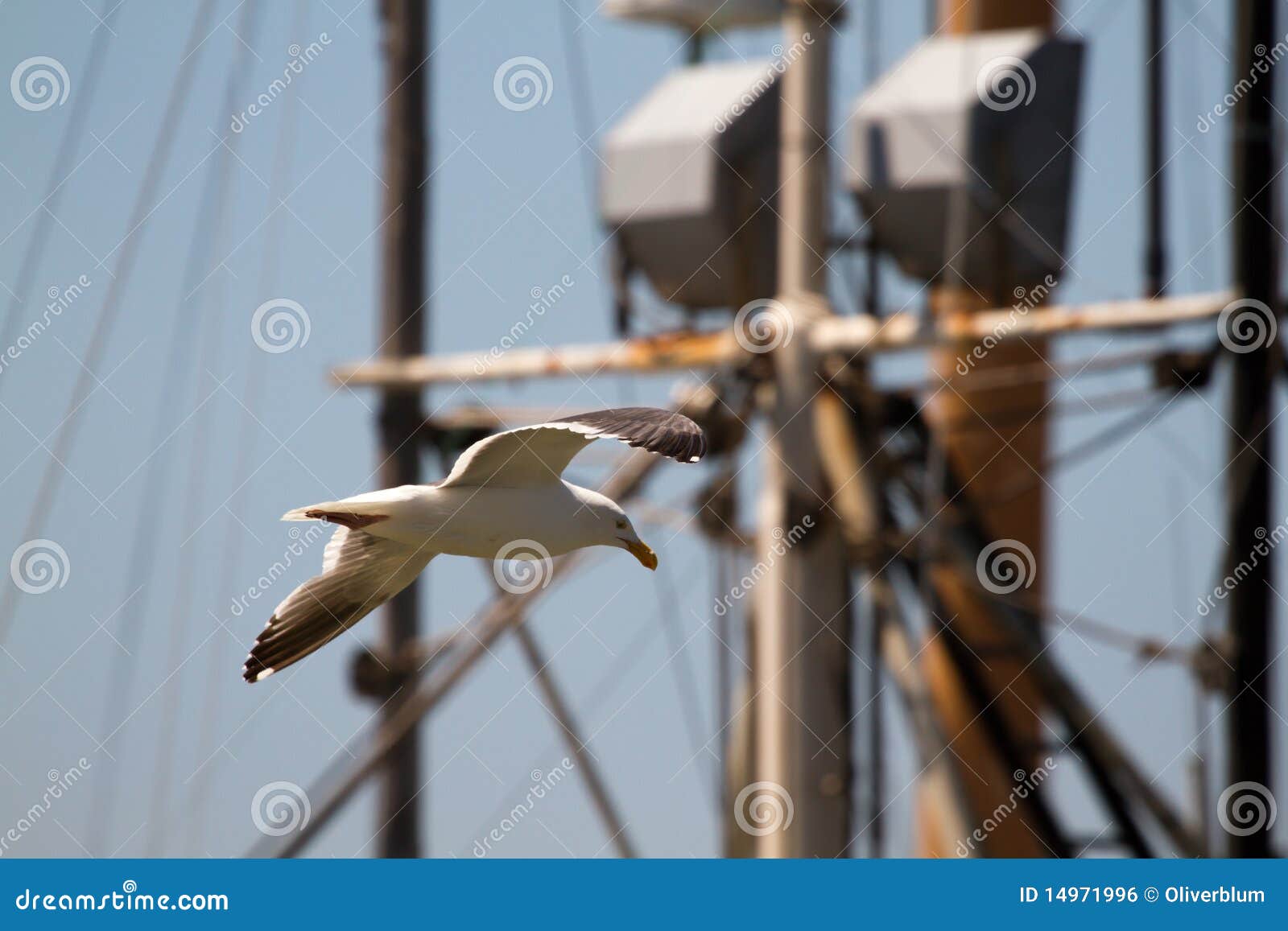 Flying Seagull stock photo. Image of seabird, marina - 14971996