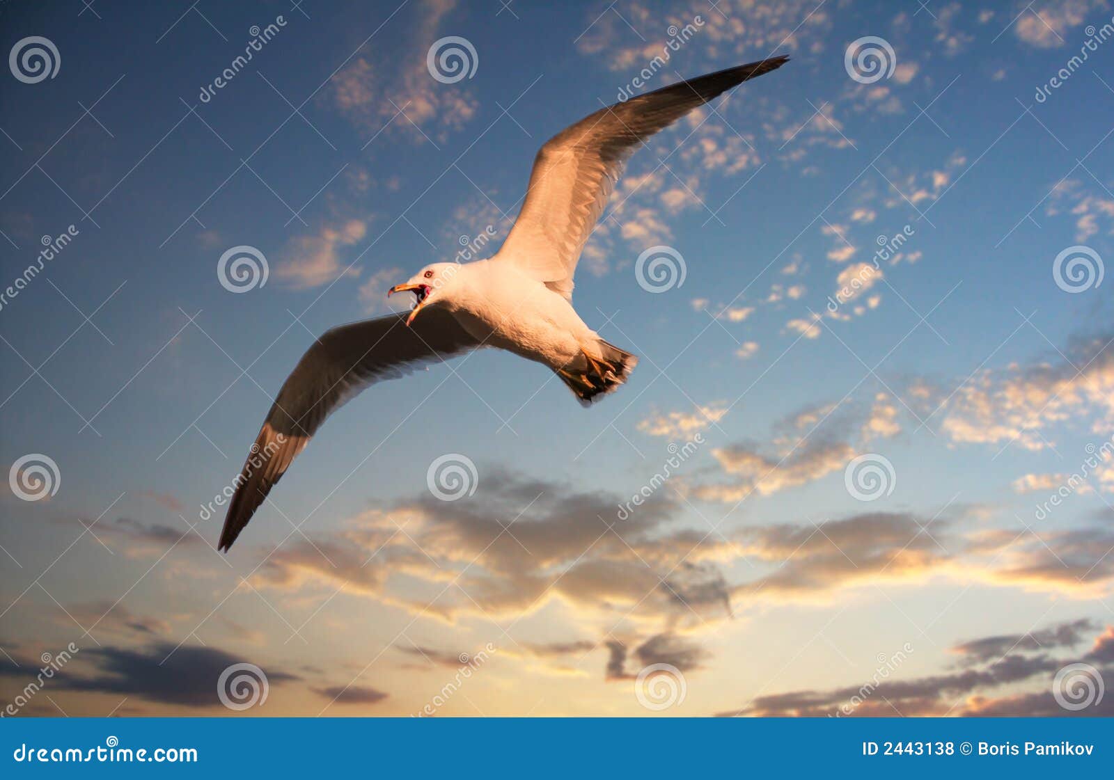 Flying seagull stock photo. Image of ocean, view, gull - 2443138
