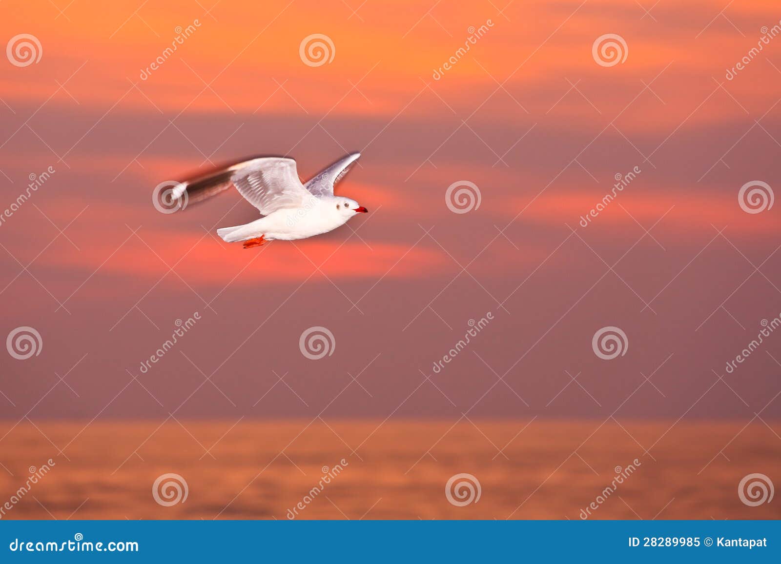 Flying seagull stock image. Image of horizon, sunset - 28289985