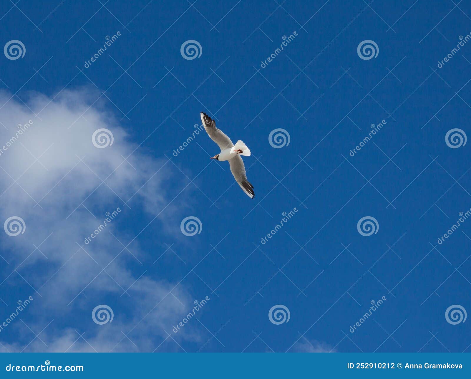 Flying Seagull on Azure Sky Background Stock Photo - Image of ...