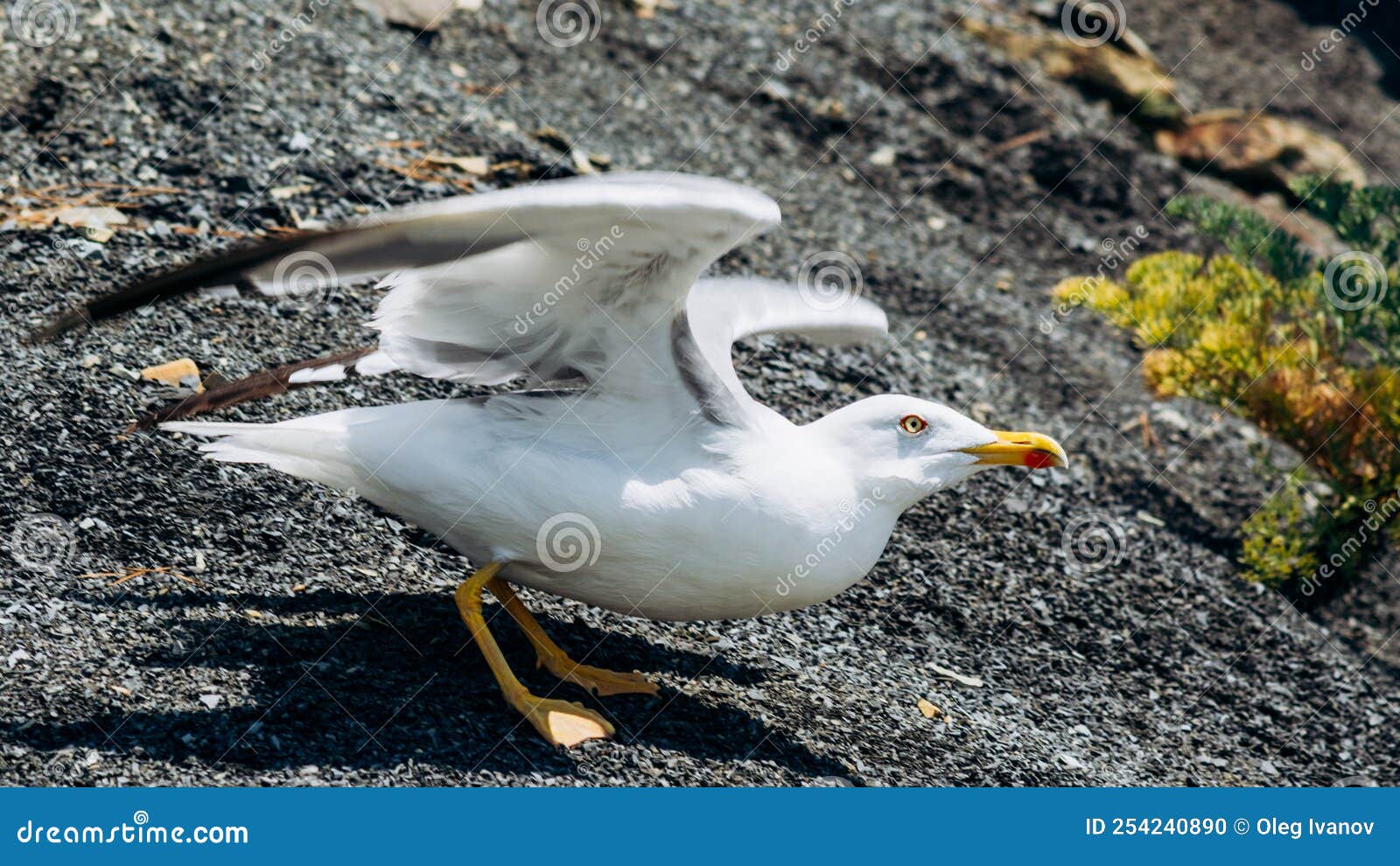 A Flying Seagull on the Background of a Pebble Beach Stock Photo ...