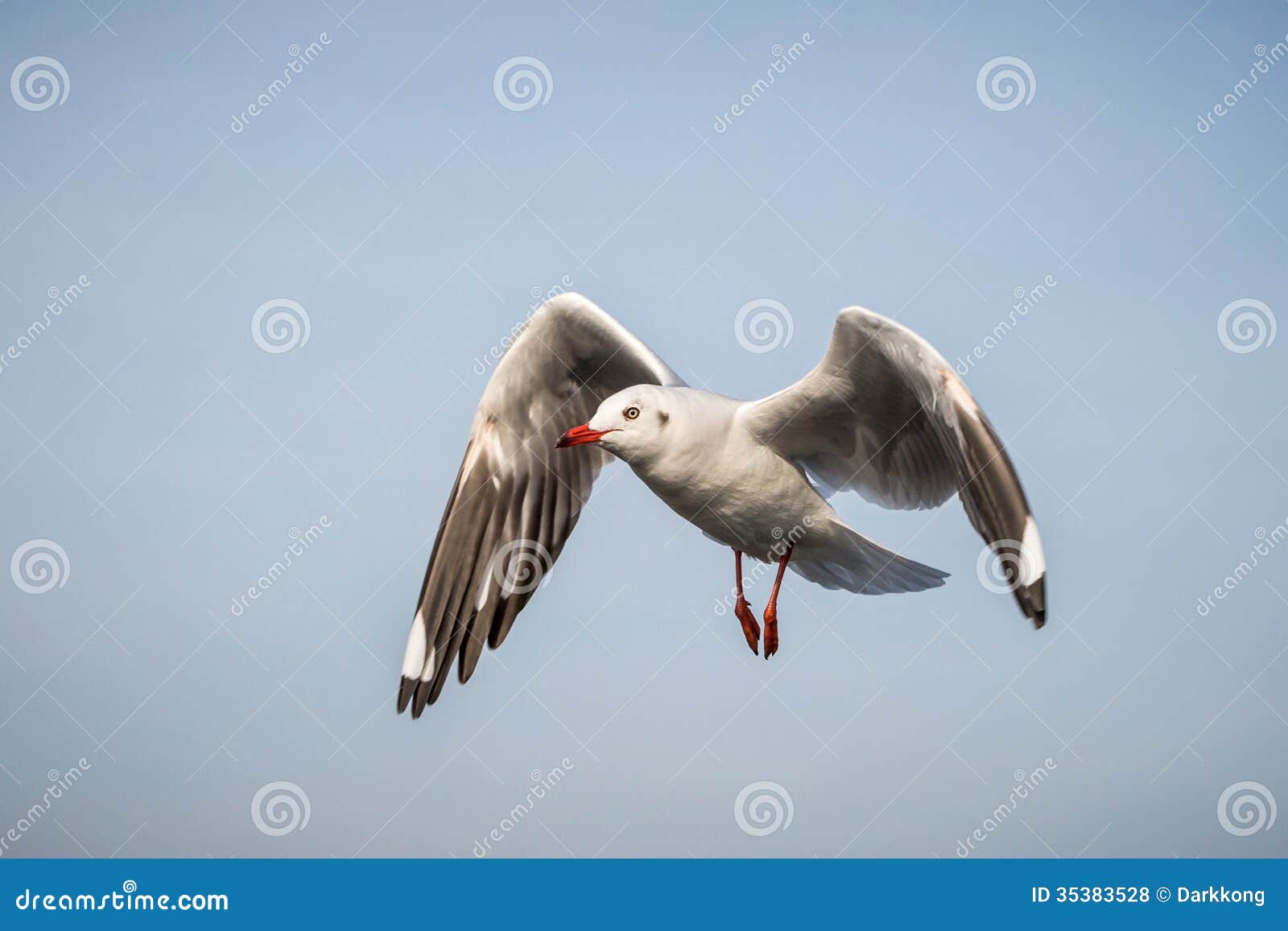 Flying seagull stock photo. Image of animal, bird, seagull - 35383528