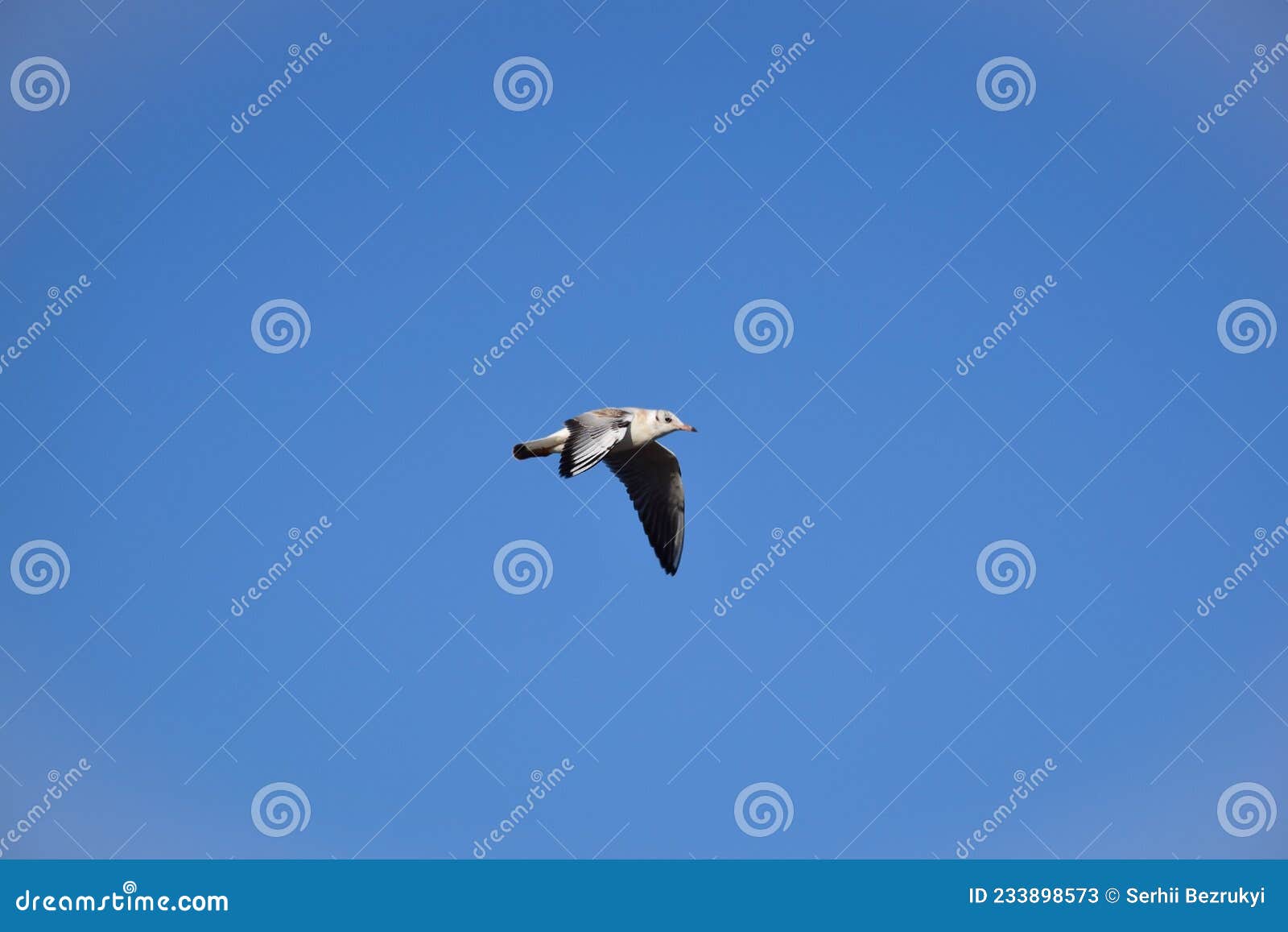 Flying Seagull in a Bright Blue Sky without Clouds. Bird in the Center ...