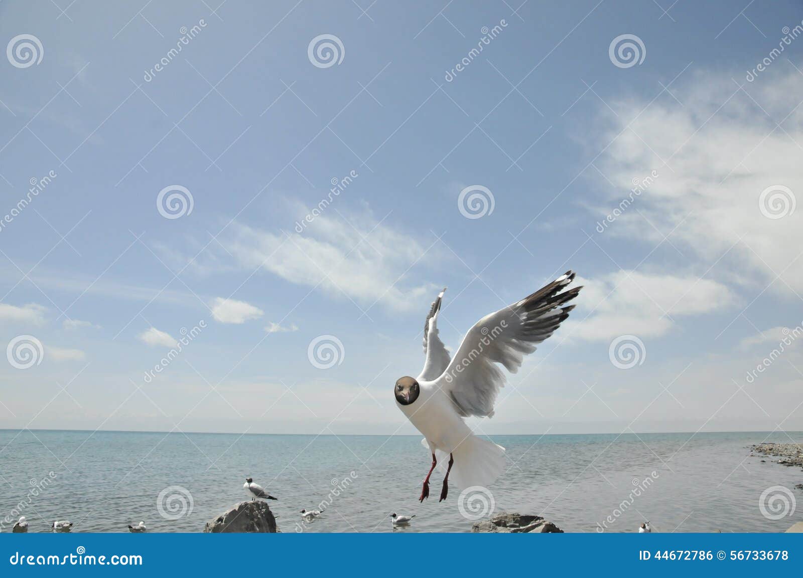 Flying seagull stock photo. Image of natural, china, clouds - 44672786