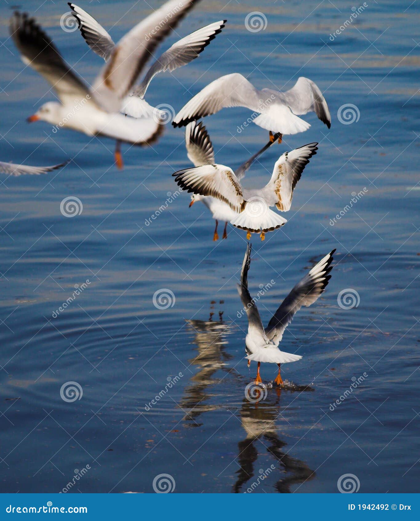 Flying seagull flock stock photo. Image of food, hunt - 1942492