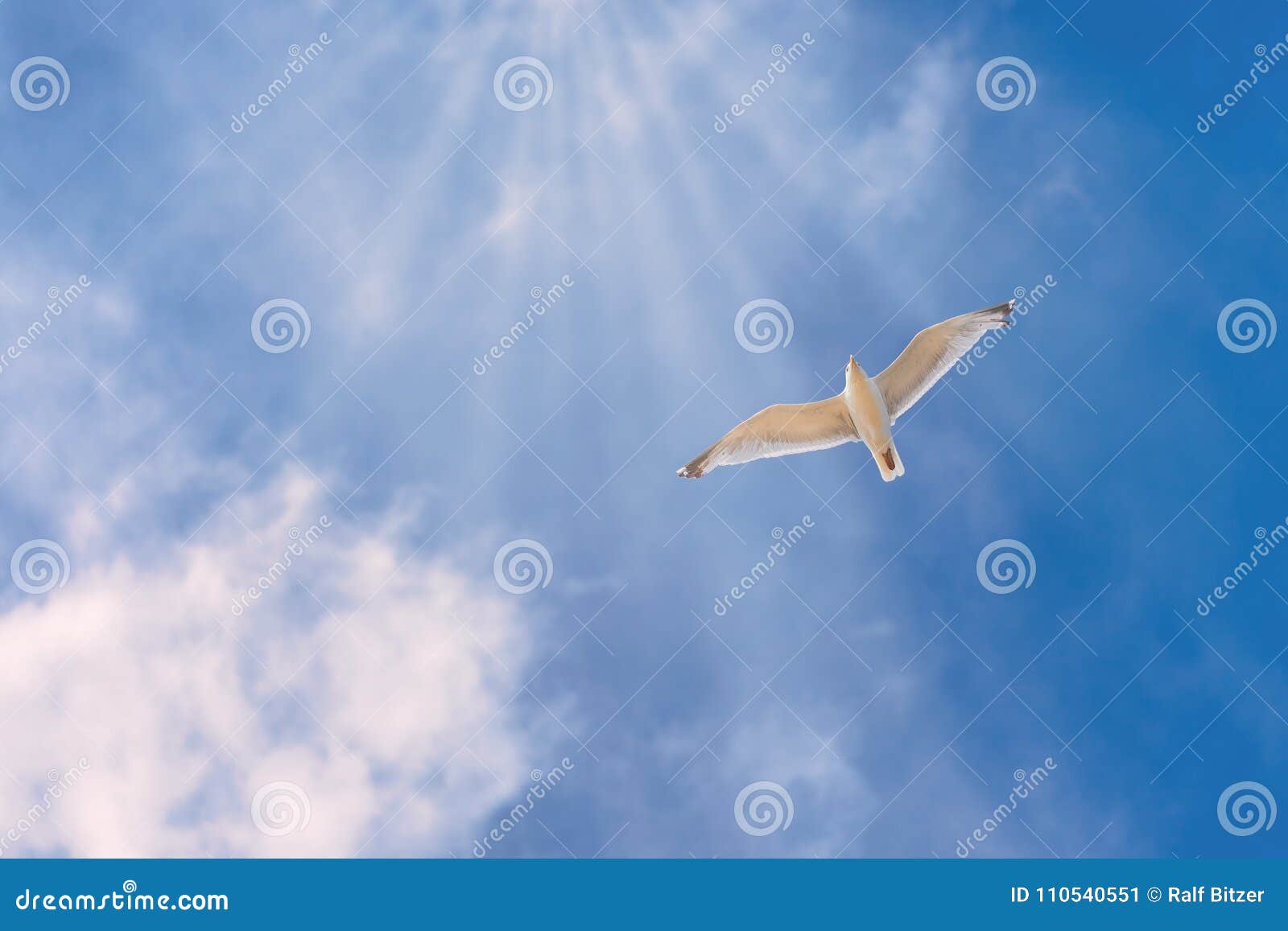 A Flying Seagull in Front of a Sunny Sky Stock Image - Image of ...