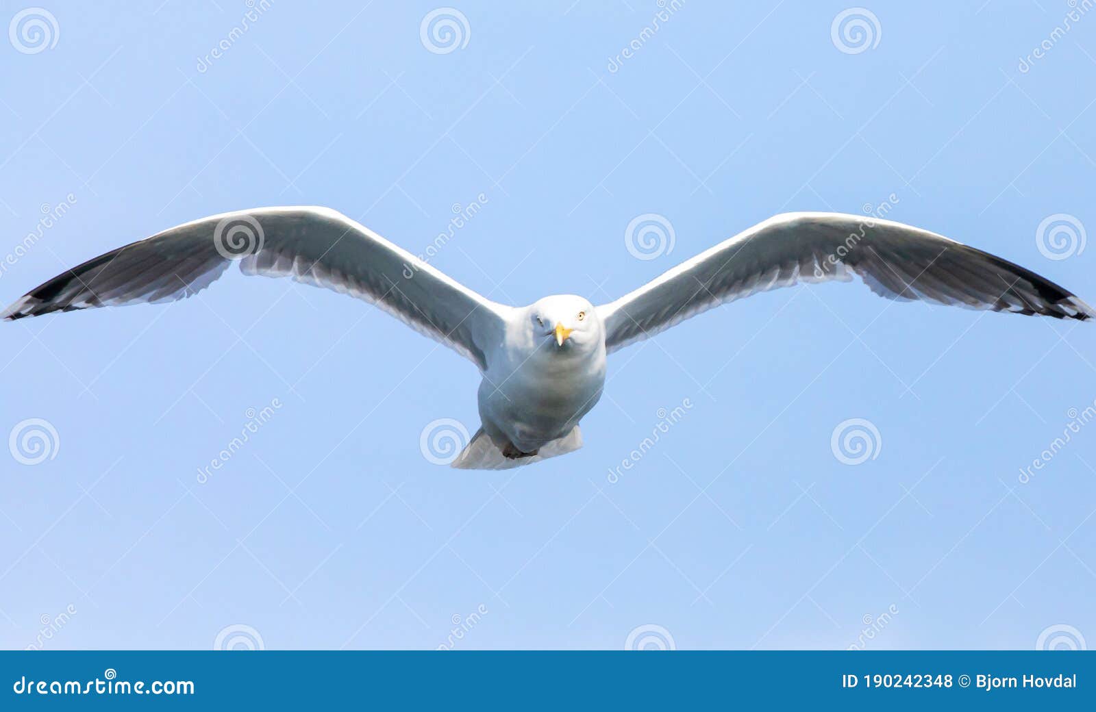 Flying seagull stock photo. Image of freedom, exploration - 190242348