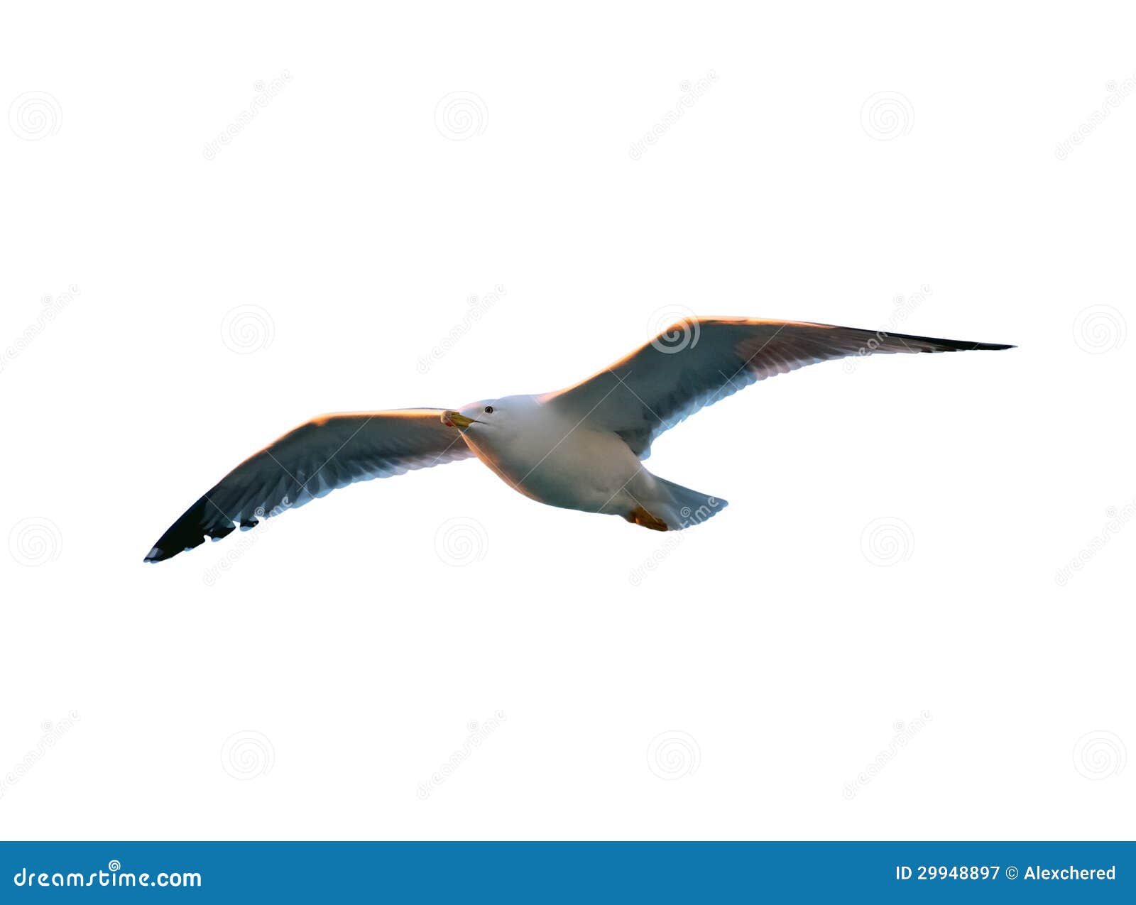 Seagull in Sunset Light Isolated on White Background Stock Image ...