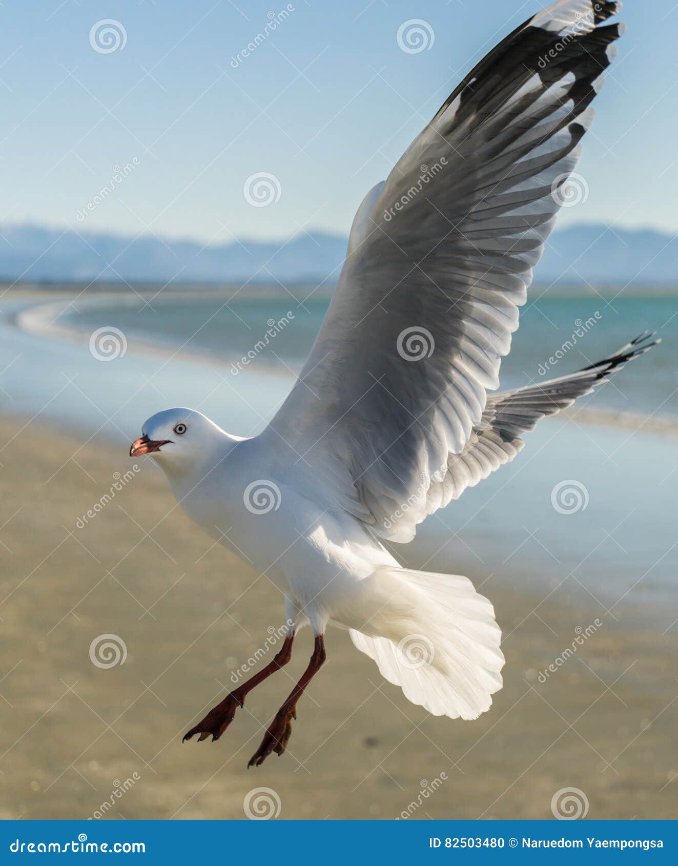 Flying Seagull Over the Beach Stock Photo - Image of animal, flying ...