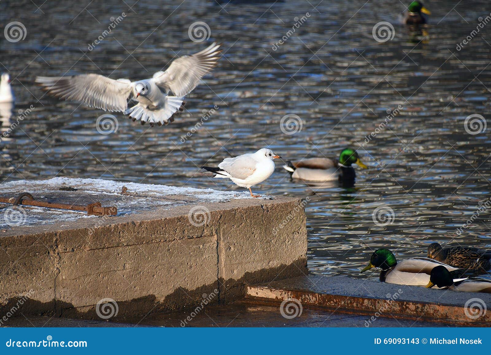 Flying seagull over river stock image. Image of wing - 69093143