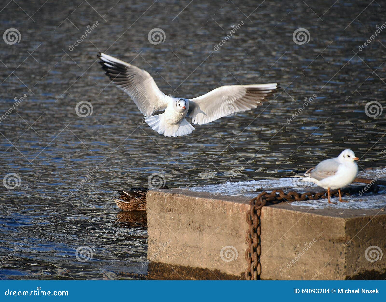 Flying seagull over river stock photo. Image of river - 69093204
