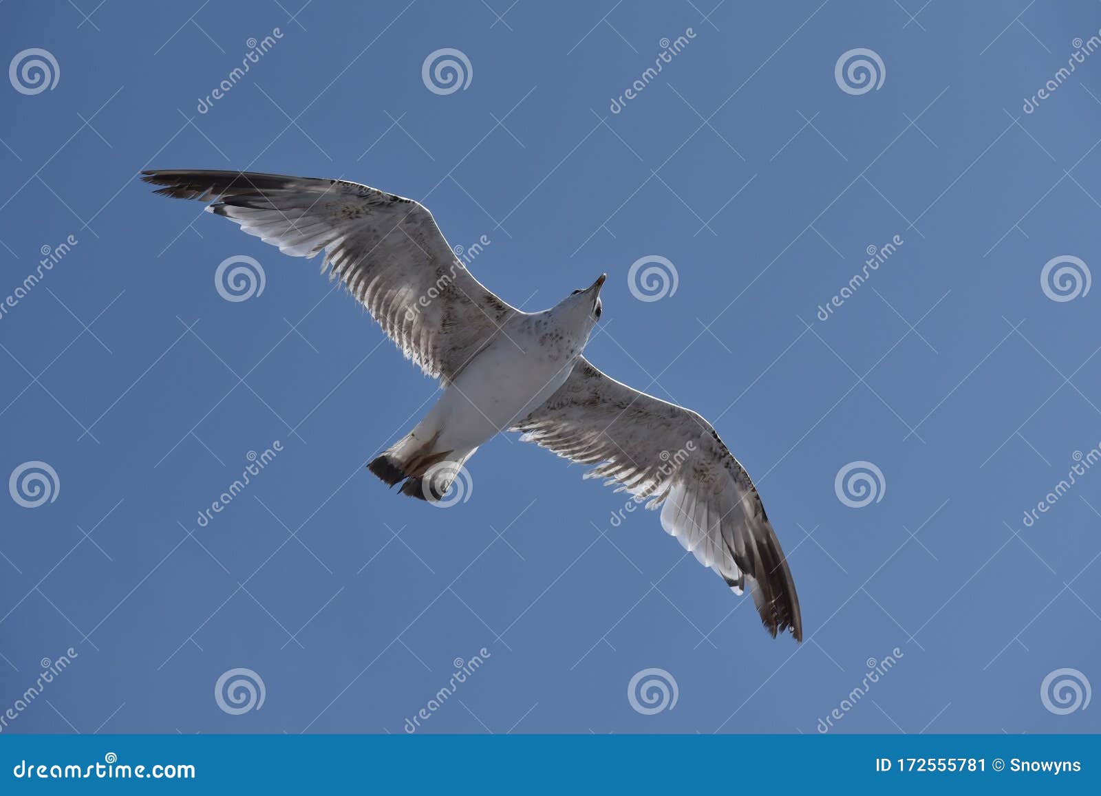 Flying Seagull Overhead on the Blue Sky with Open Wings Stock Image ...