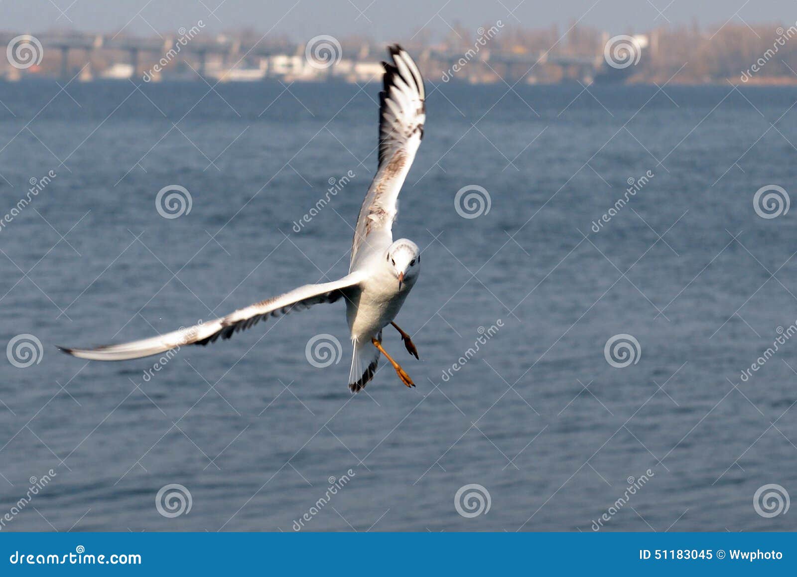 Flying seagull stock image. Image of beautiful, bird - 51183045