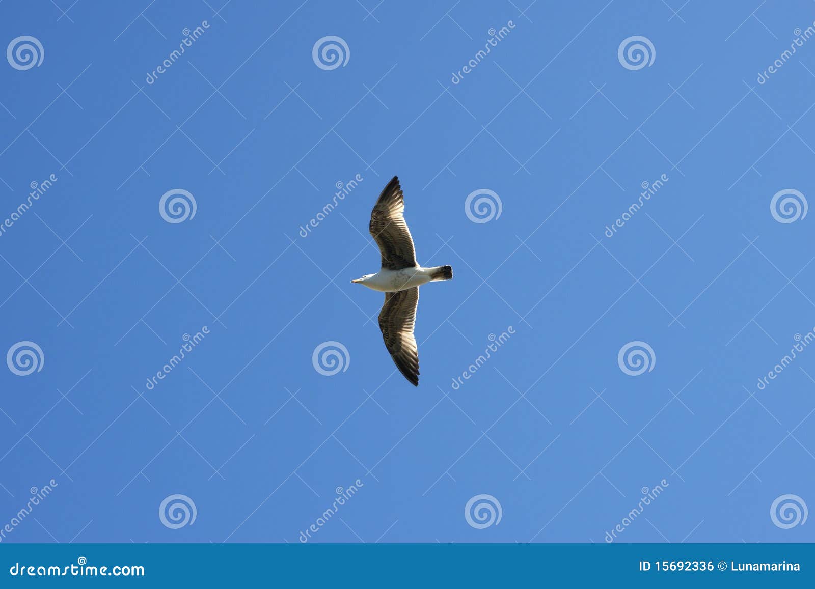 Flying Seagull Sea Bird View from Below Blue Sky Stock Photo - Image of ...