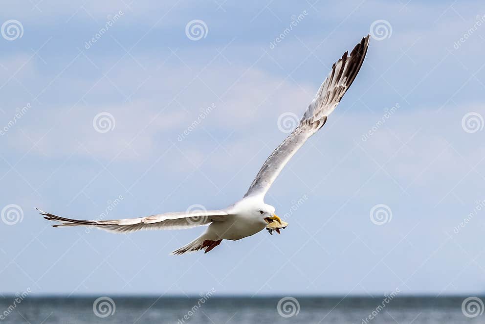 Flying Seagull with Seashell Stock Photo - Image of seagull, black ...