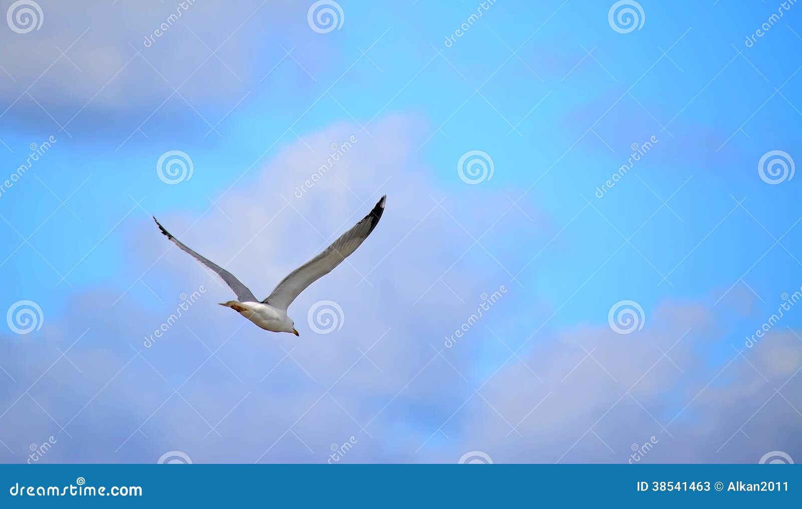 Flying seagull stock image. Image of pink, open, back - 38541463