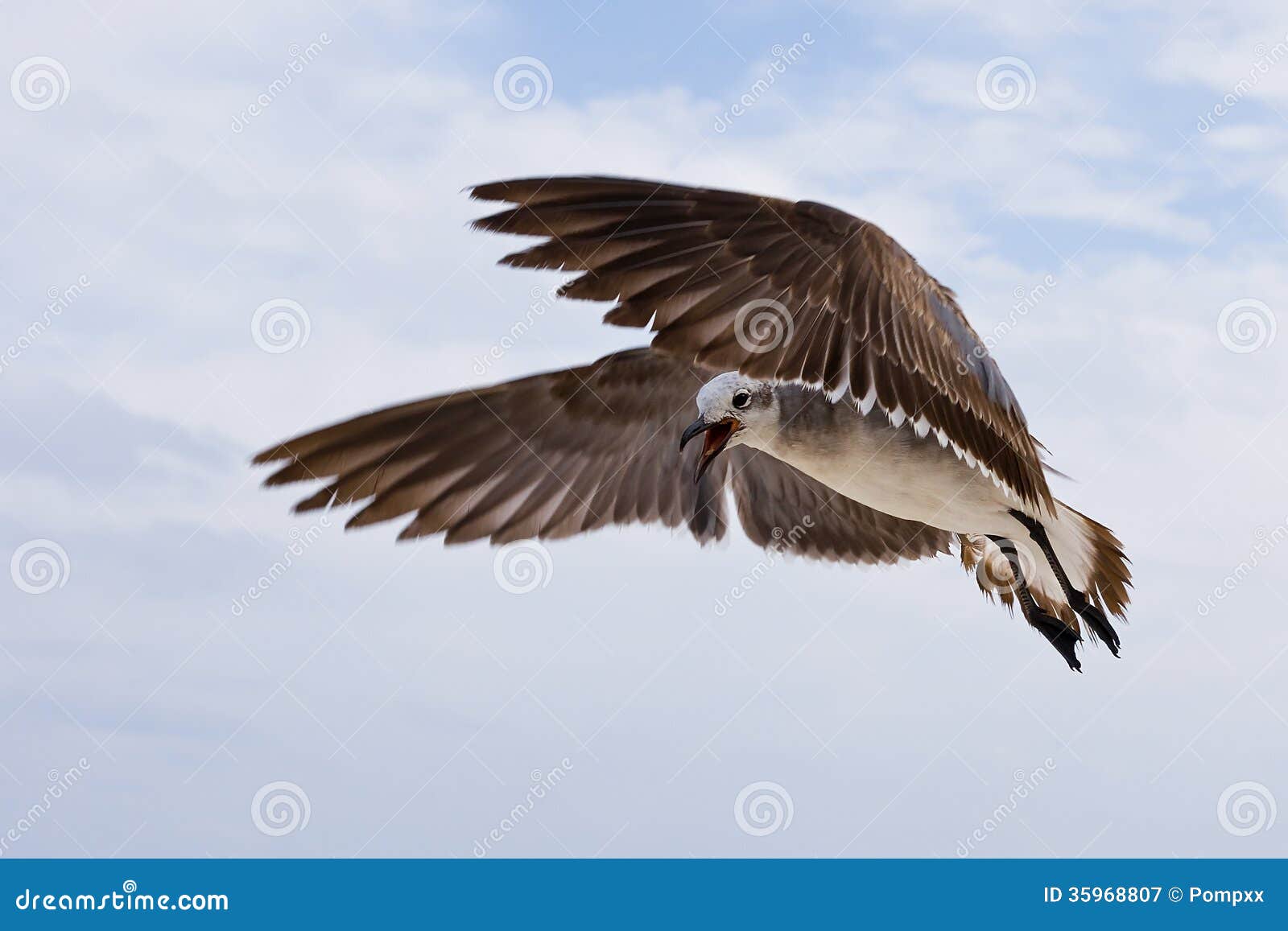 Flying seagull stock image. Image of wings, bird, seagull - 35968807