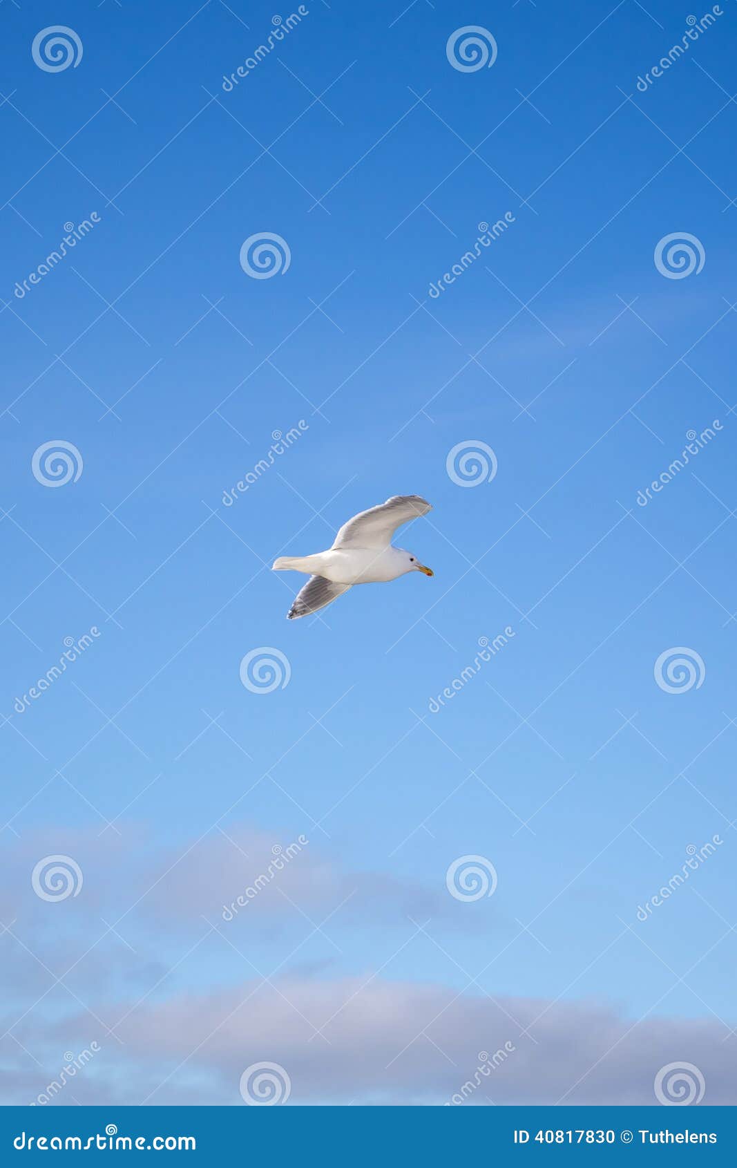 Flying seagull in sky stock photo. Image of nature, freedom - 40817830
