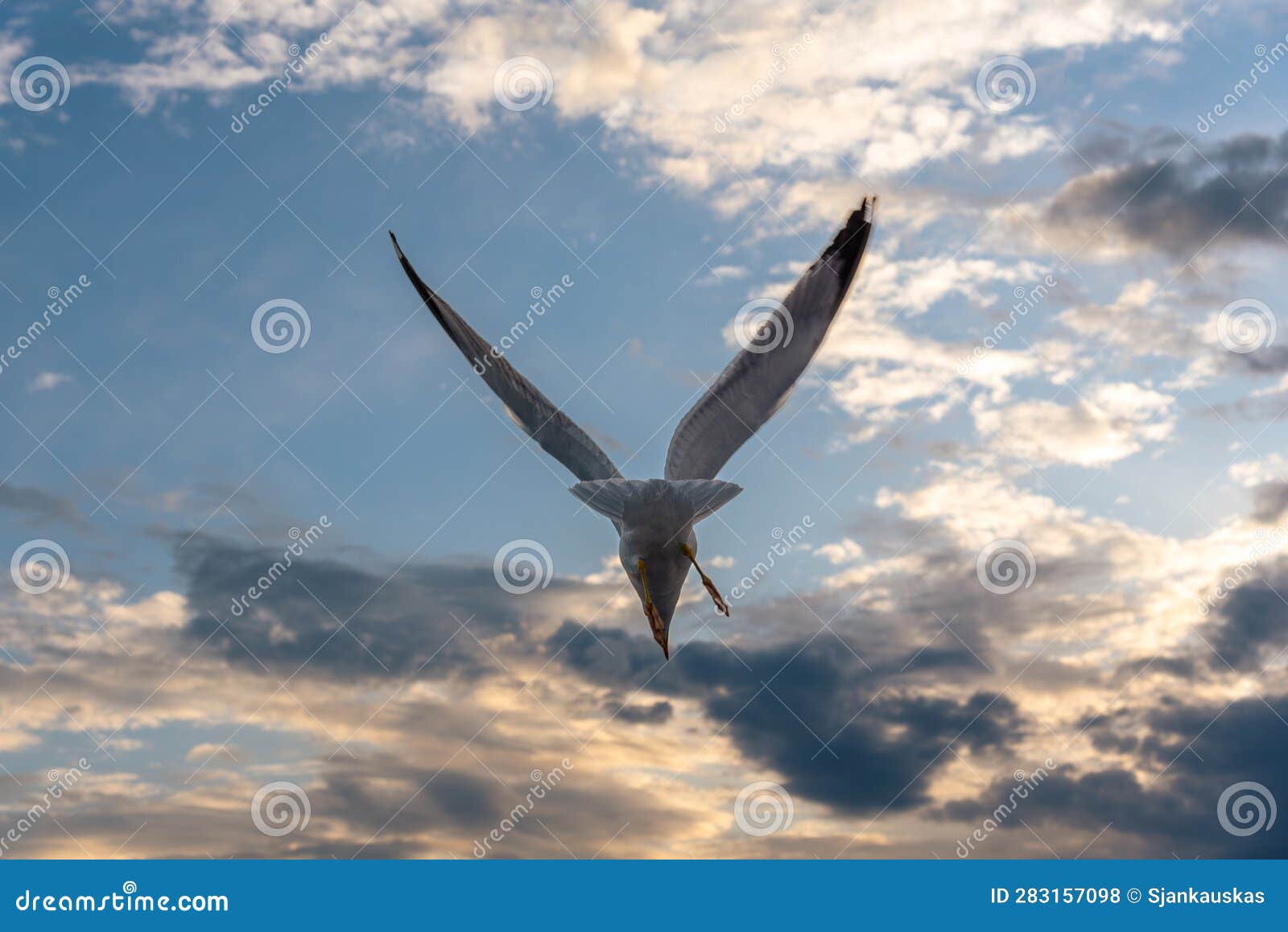 Flying Seagull in the Sky at Sunset Stock Photo - Image of flying ...