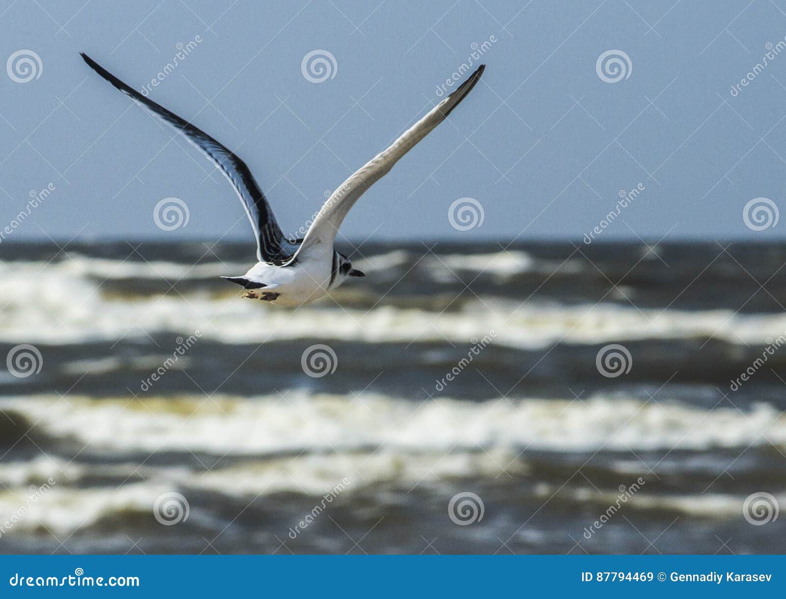 Flying Seagull stock image. Image of bird, blue, gull - 87794469