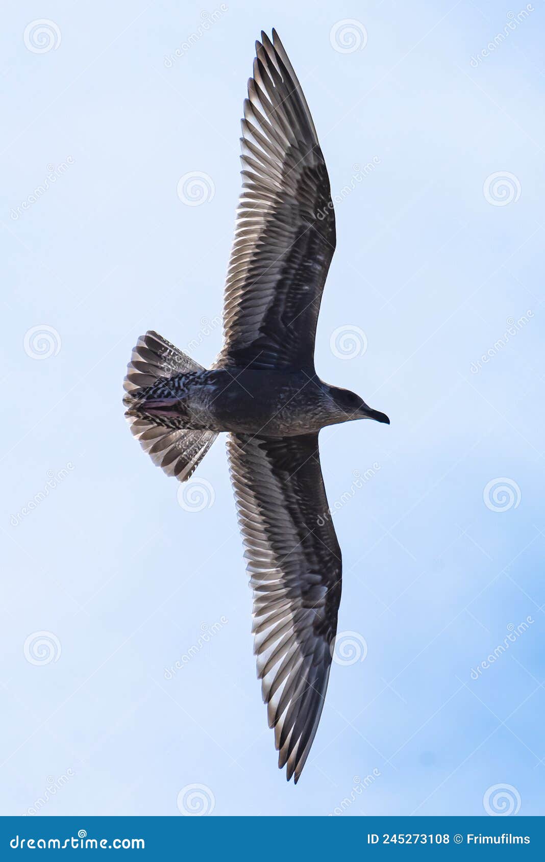 Flying Seagull, View from Below Stock Photo - Image of gull, peaceful ...