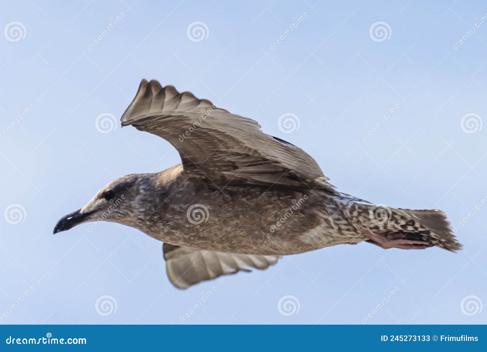 Flying Seagull, View from Below Stock Image - Image of flying, seagull ...